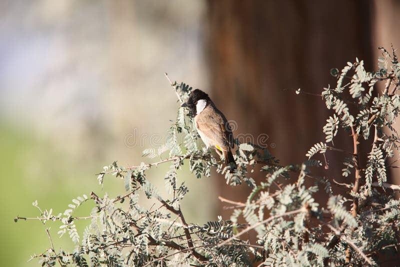 White-Eared Bulbul Bird, Iraqi Bulbul Stock Image - Image of bulbul ...