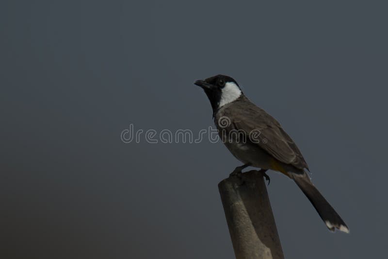White -eared Bulbul (pycnonotus Leucotis) Sit on Blur Background Stock ...