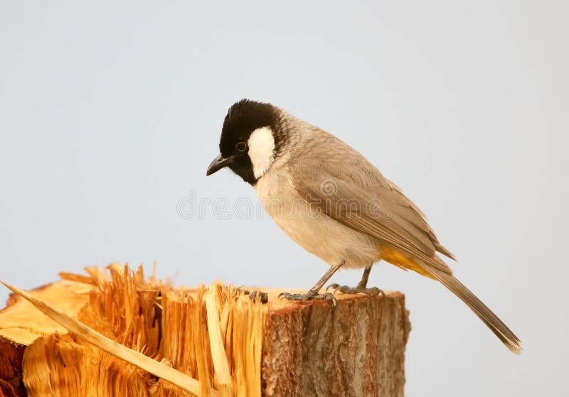 White-Eared Bulbul Bird, Iraqi Bulbul Stock Image - Image of bulbul ...