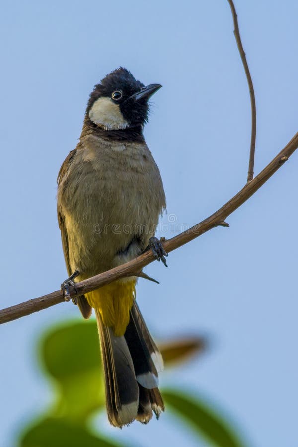 White-eared bulbul image stock image. Image of cheeked - 220367923