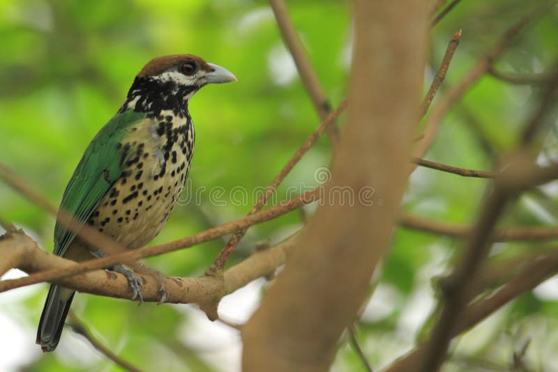 White-Eared Bulbul Bird, Iraqi Bulbul Stock Image - Image of bulbul ...