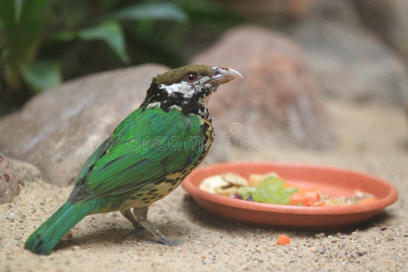 White-Eared Bulbul Bird, Iraqi Bulbul Stock Image - Image of bulbul ...