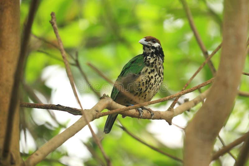 White-Eared Bulbul Bird, Iraqi Bulbul Stock Image - Image of bulbul ...
