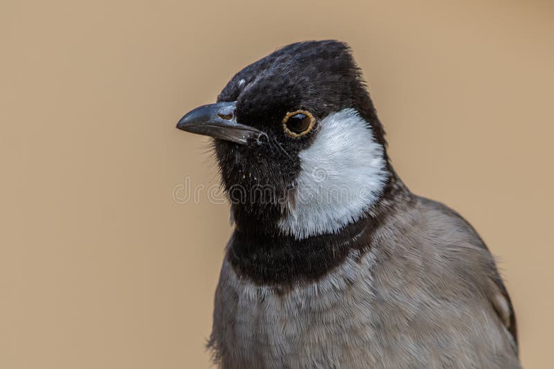 A White Eared (White-Cheeked) Bulbul (Pycnonotus Leucotis) Close Up ...