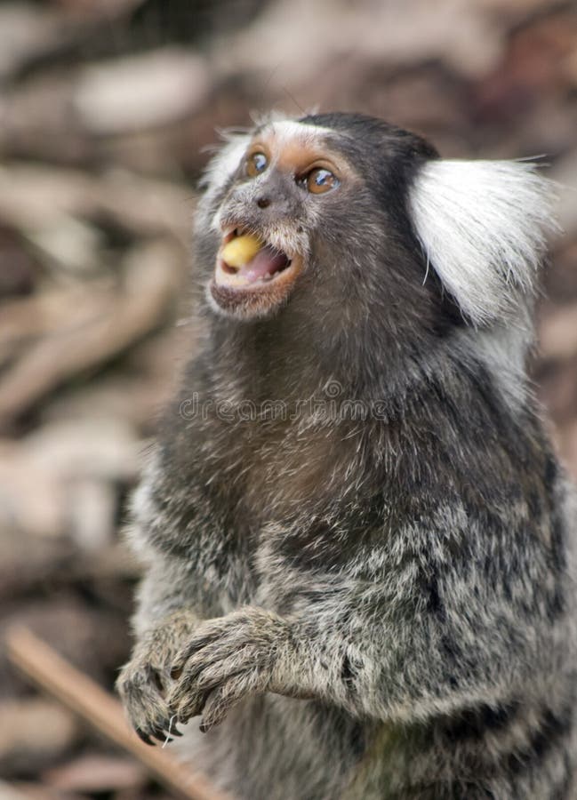 The White Eared Marmoset is Eating an Apple Stock Image - Image of ...