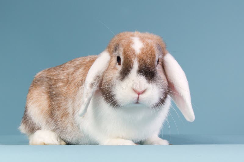 Lop-eared rabbit stock photo. Image of closeup, beautiful - 23397312