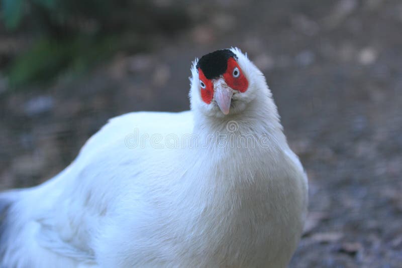 White-Eared Bulbul Bird, Iraqi Bulbul Stock Image - Image of bulbul ...