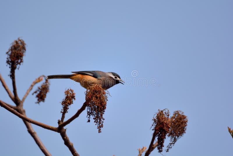 White-eared Sibia bird. stock photo. Image of sibia - 175781130
