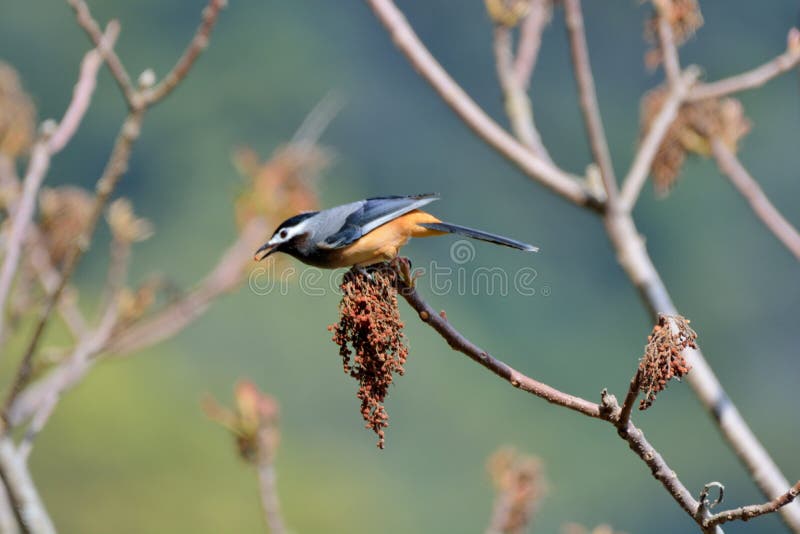 White-eared Sibia bird. stock photo. Image of mountain - 175781318