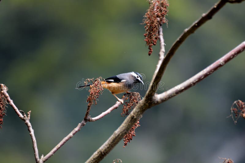 White-eared Sibia bird. stock image. Image of bird, subtropical - 175781609