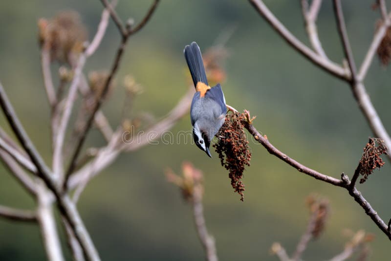 Couples of Birds/White-eared Sibias in Taiwan Stock Image - Image of ...
