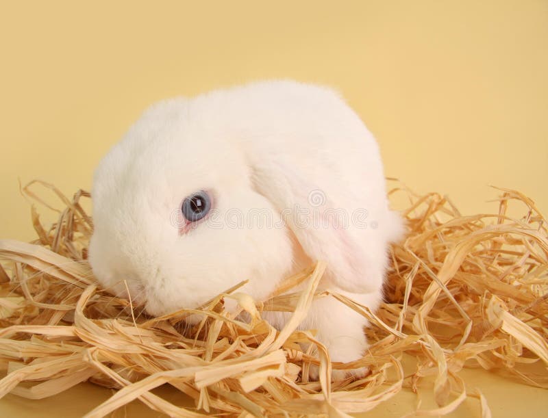 White Easter bunny stock photo. Image of bunny, rabbit - 18483780
