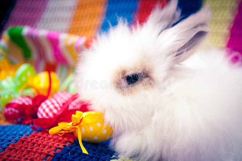 White Easter bunny stock image. Image of holiday, fluffy - 34528623