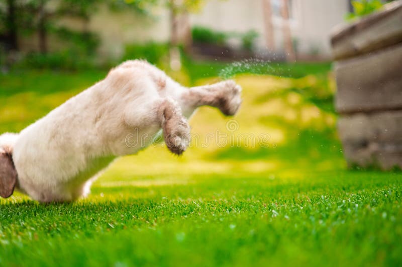 White Easter Bunny Jumping with Its Back Paws Stock Photo - Image of ...