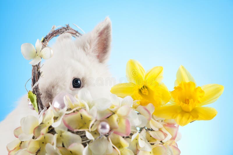 White Easter Bunny stock image. Image of folklore, colored - 89844643