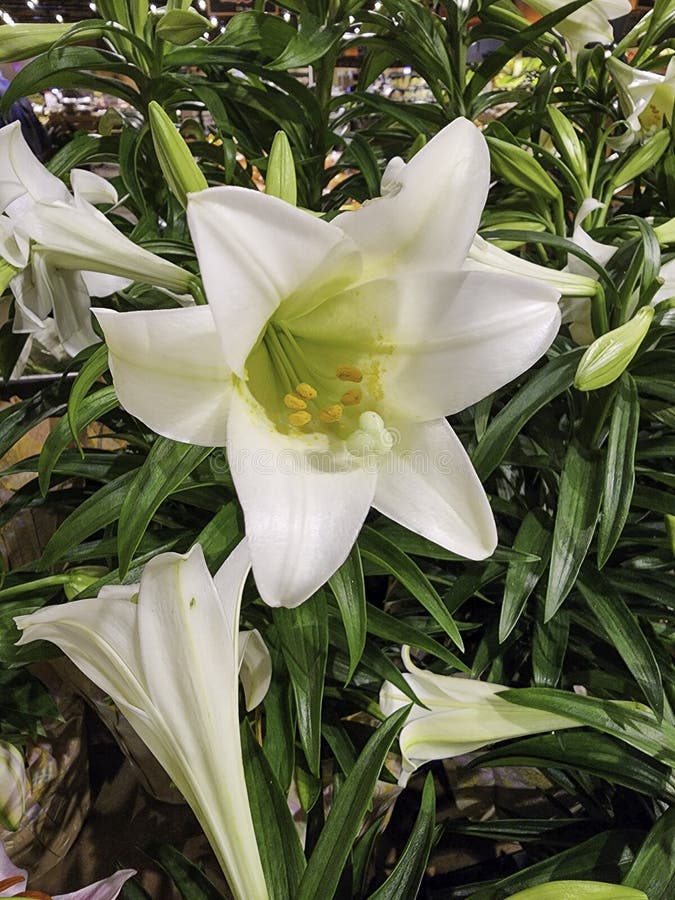 Close Up of White Easter Lily. Stock Photo - Image of blossom ...