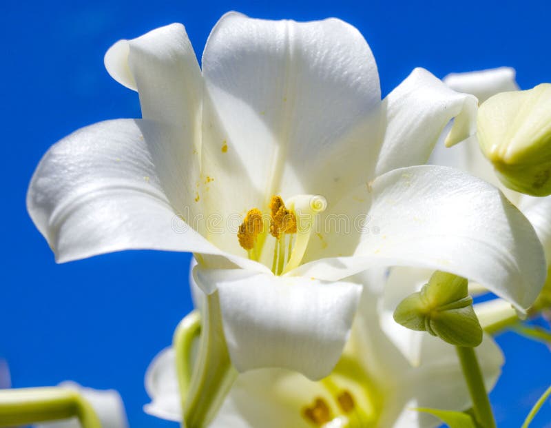 Easter Lily (lilium Longiflorum) Blooming Stock Photo - Image of ...