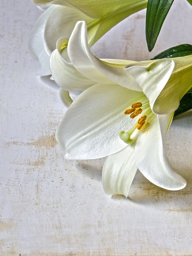 10,981 White Easter Lily Stock Photos - Free & Royalty-Free Stock ...