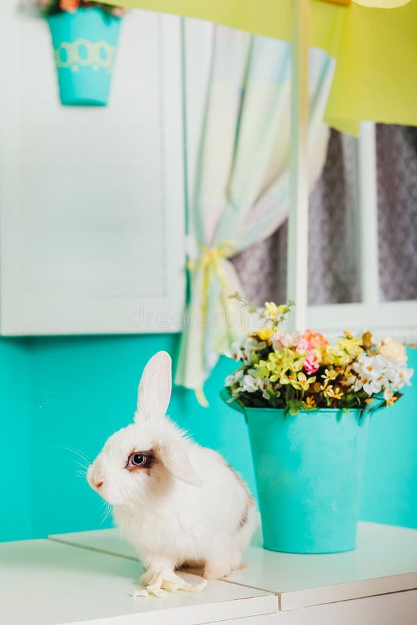White Easter Live Rabbit on the Easter Table Nibbles the Cabbage and ...