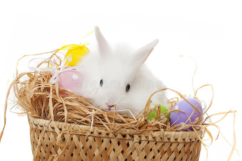 Easter bunny stock image. Image of holiday, bunnies, eggs - 4315575
