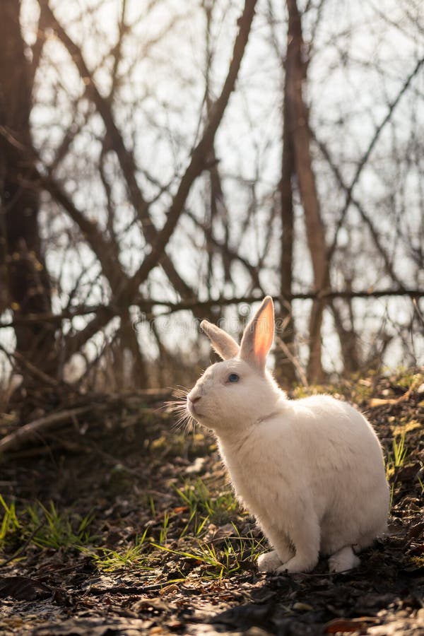 White rabbit in the forest stock image. Image of domestic - 176131627