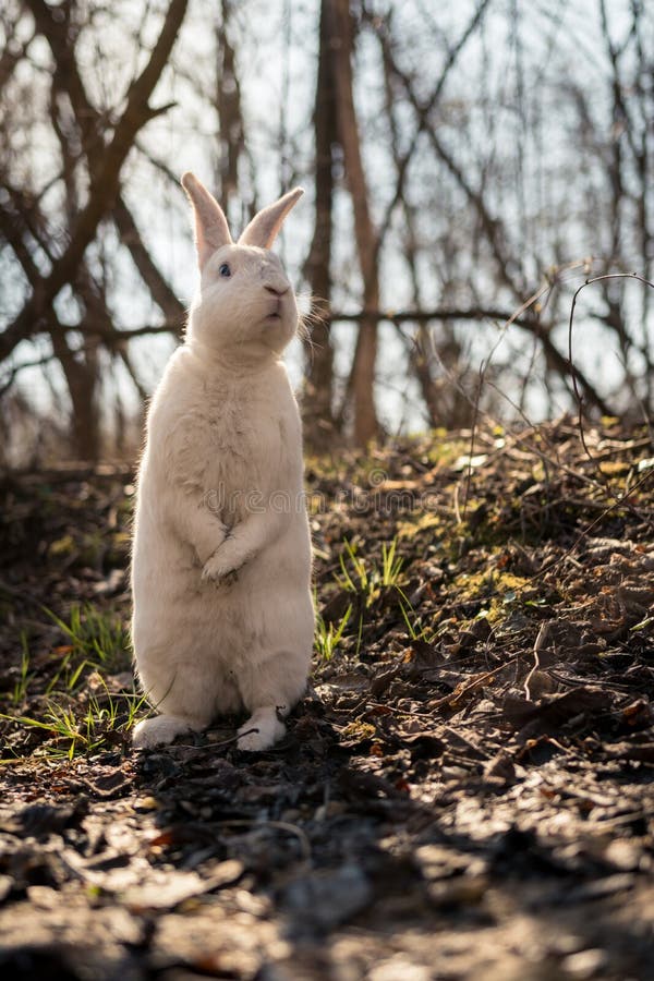 White rabbit in the forest stock image. Image of fauna - 176131997