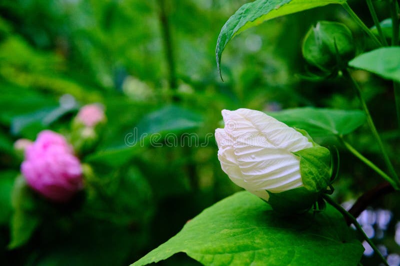 White Eastern Rose Mallow, Whose Botanical Name is Hibiscus Moscheutos ...