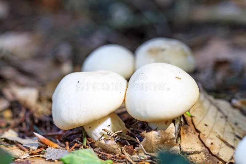 White Eatable Mushrooms stock photo. Image of autumn - 33033898