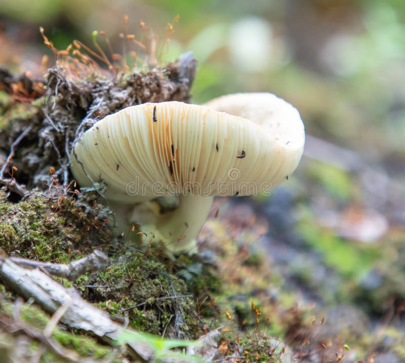 White Edible Mushroom Grows on the Ground in Nature Stock Photo - Image ...