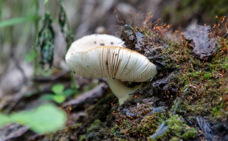 White Edible Mushroom Grows on the Ground in Nature Stock Image - Image ...