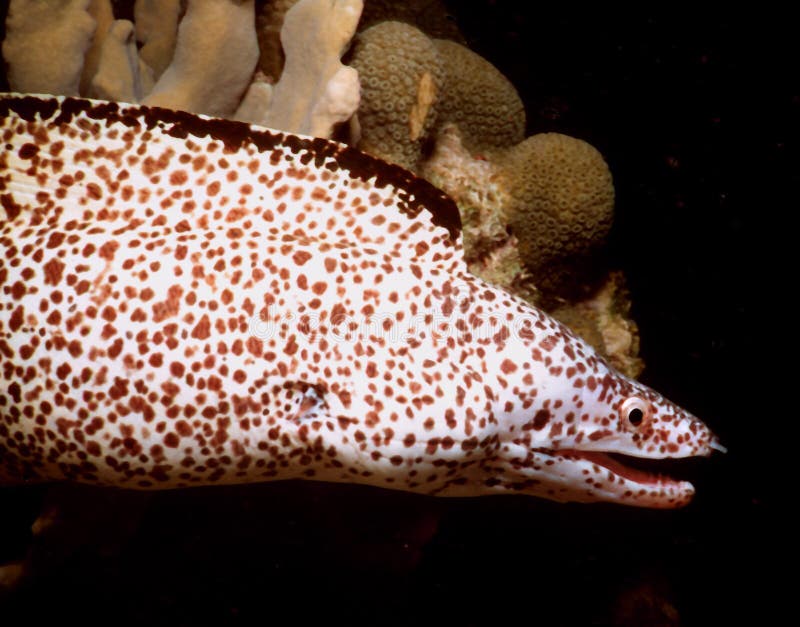 Bearded Seal stock photo. Image of cold, mammals, frozen - 2902862