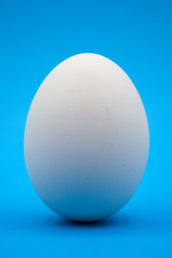 White Egg with Blue Background. Stock Photo - Image of pterophyllum ...