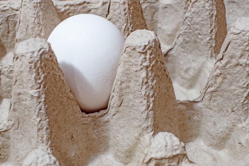 White Egg in Cardboard Egg Tray Stock Image - Image of carton ...