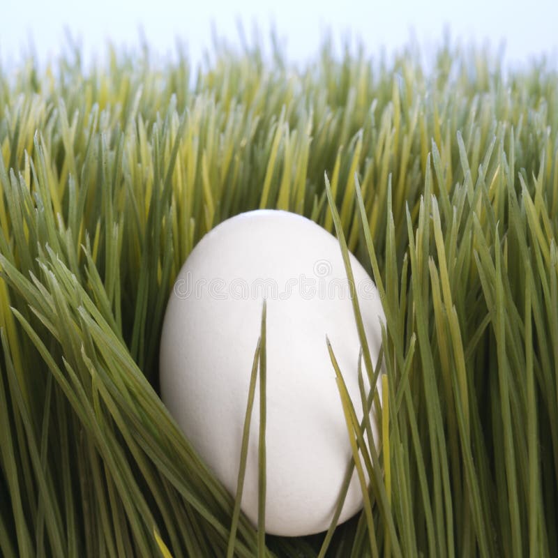 A White Egg Laying in Grass. Stock Photo - Image of still, square: 2042704