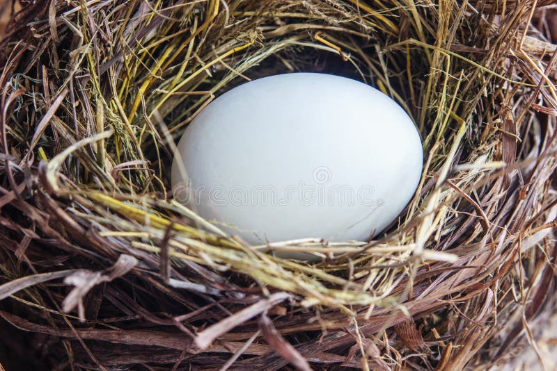 White egg in the nest stock photo. Image of eggshell - 49324698