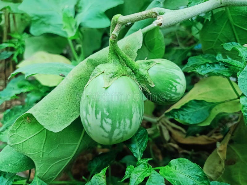 White Eggplant Brinjal on the Tree Stock Image - Image of brinjal, tree ...