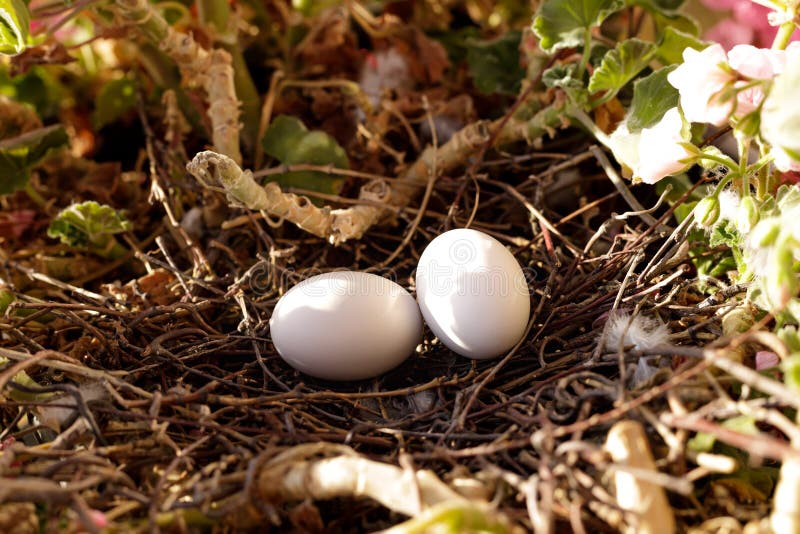 White eggs in the nest stock image. Image of warm, geranium - 192236977