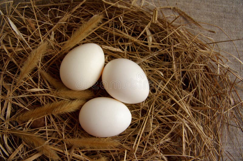 White eggs in a nest stock image. Image of grass, food - 51342201