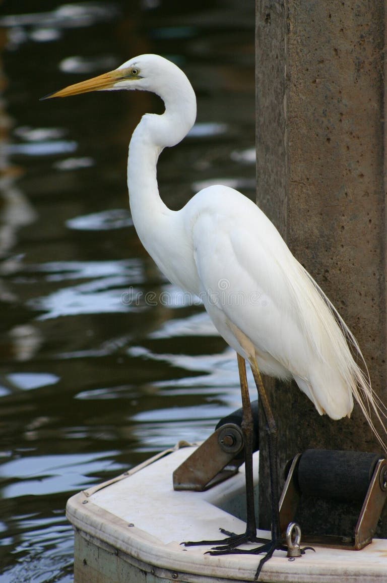 95,708 Giant White Dic Stock Photos - Free & Royalty-Free Stock Photos ...