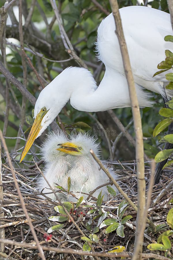 White Egret with Chicks on Nest Stock Photo - Image of chicks, feathers ...