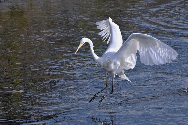 A White Egret Flapping Its Wings in a Stream. Stock Photo - Image of ...