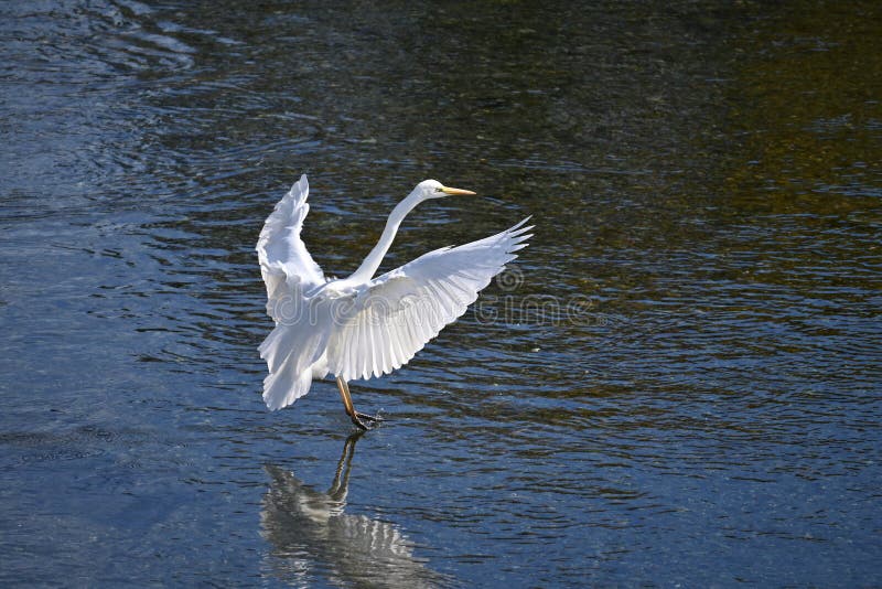 A White Egret Flapping Its Wings in a Stream. Stock Photo - Image of ...