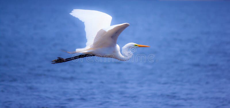 Great White Egret in Flight Stock Image - Image of flying, animals ...