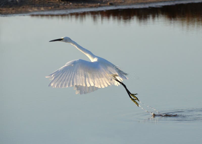 White egret flying away stock image. Image of freedom - 27197065