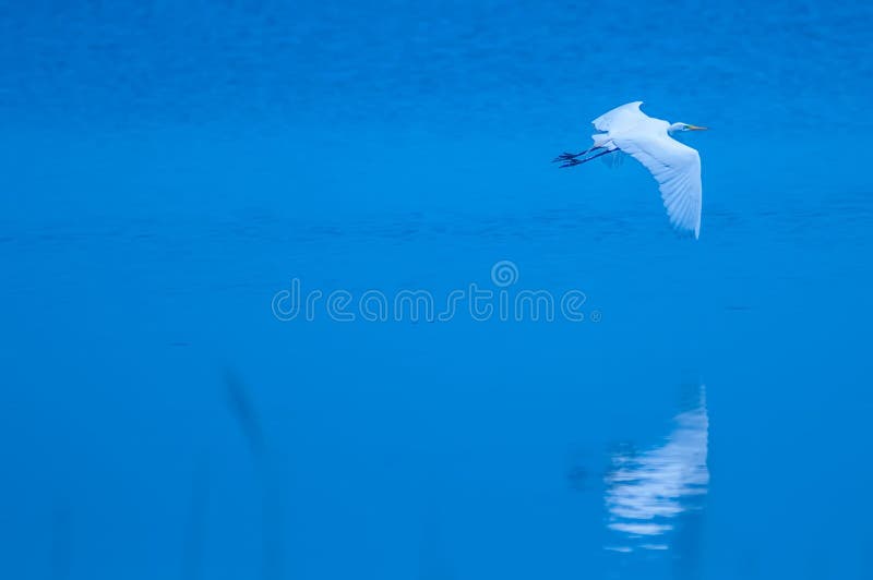 White Egret Flying Over Blue Water Stock Image - Image of lake ...