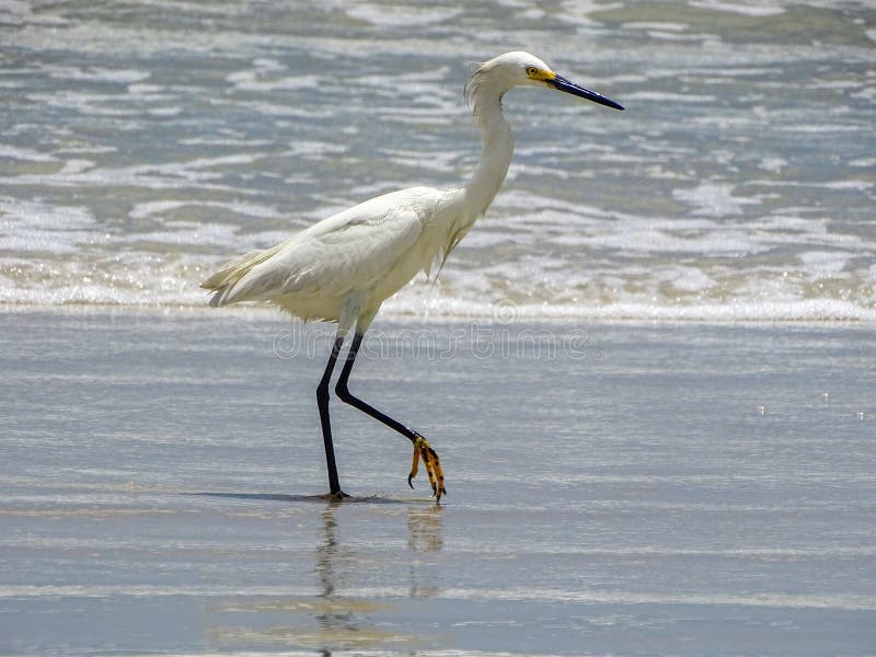 White Egret Heron Beach Bird. Stock Image - Image of beach, walking ...