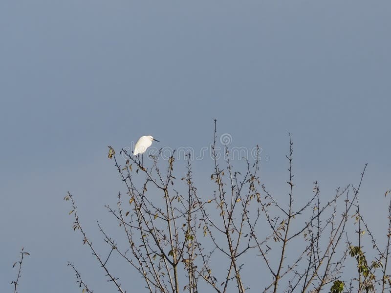 White Egret Heron on a Tree Stock Photo - Image of tree, feather: 341797342