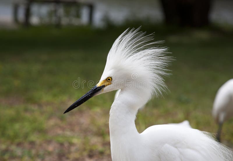 White Egret with Ruffled Feathers Protecting Territory. White Crane ...