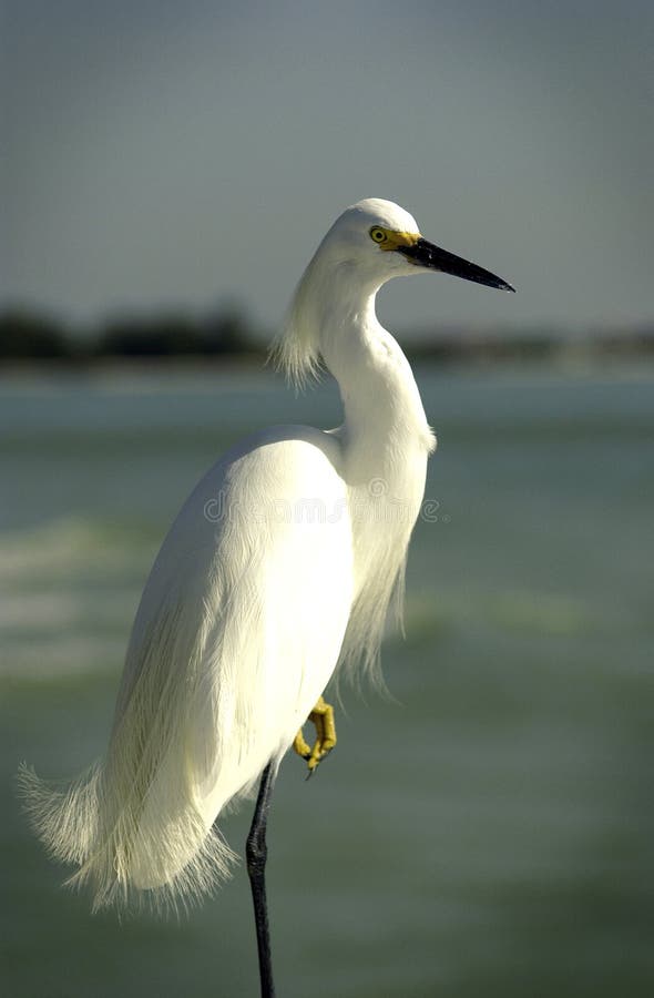 White Egret Standing on Leg Stock Image - Image of oceanfront, front ...