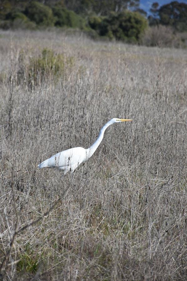 White Egret Stretching His Long Neck Forward Stock Photo - Image of ...